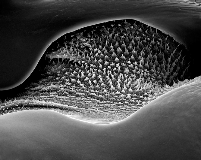 Anatomia di un’ape (Foto) - Internazionale