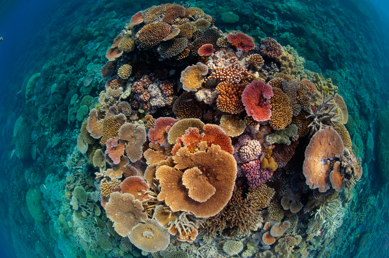 Coralli preziosi (Foto) - Internazionale