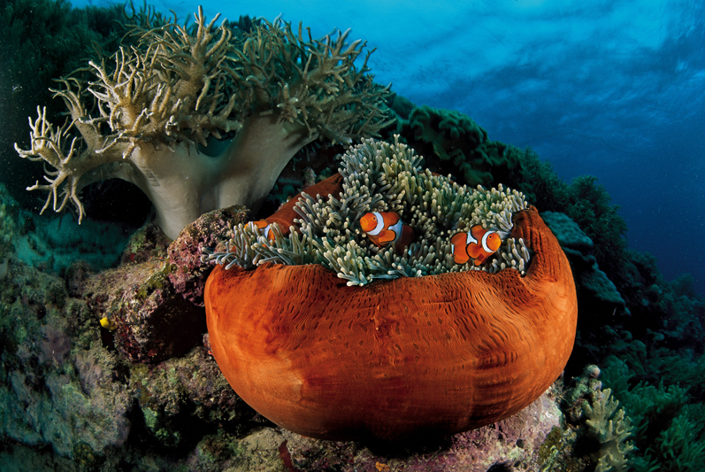 Coralli preziosi (Foto) - Internazionale