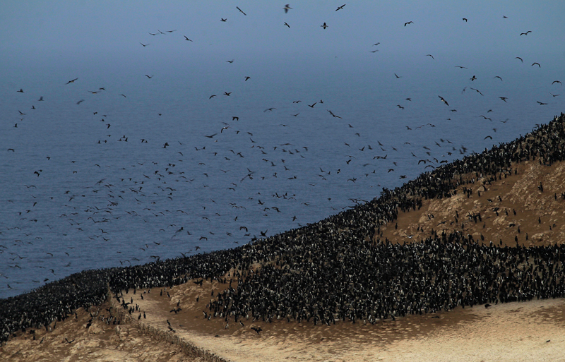 Le isole del guano (Foto) - Internazionale